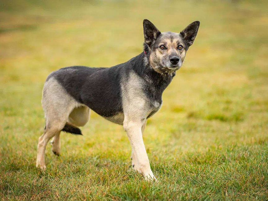 Девочка Чернушка в добрые и ответственные руки