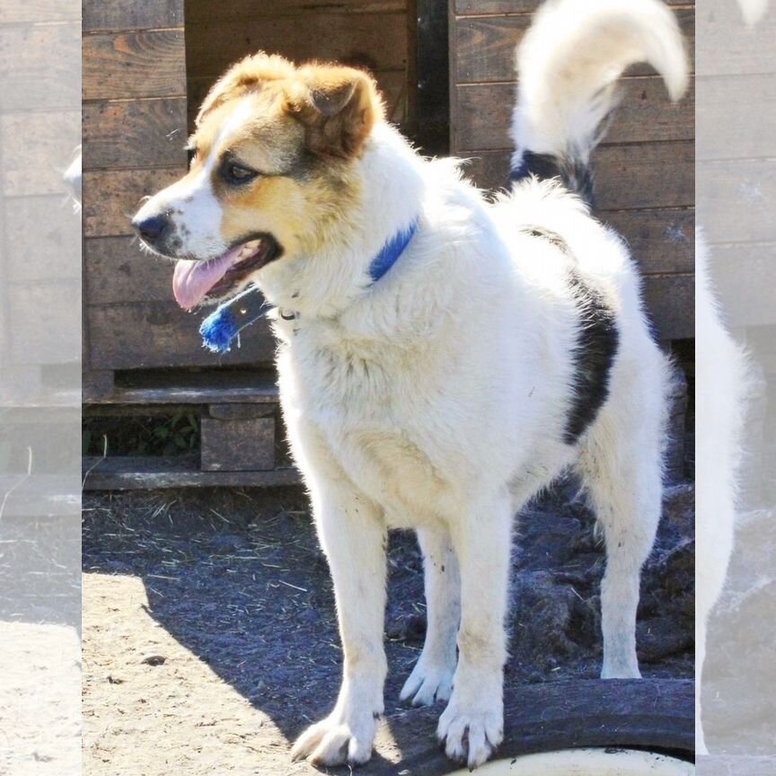 Стерилизованная Сара