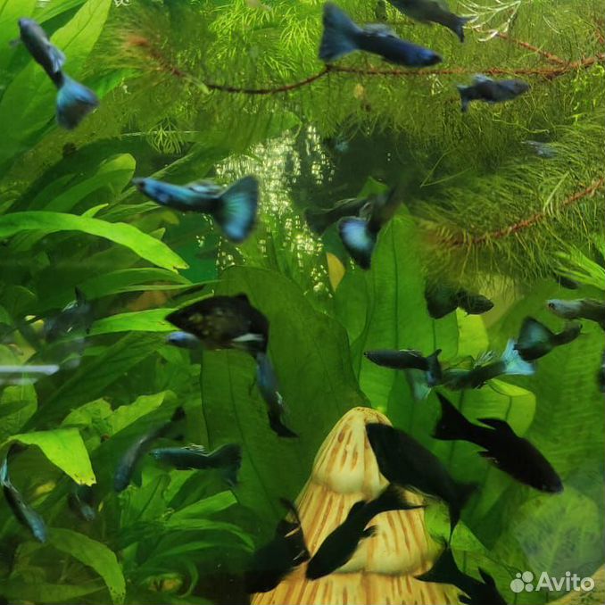 Московские синие гуппи. Рыбки аквариумные