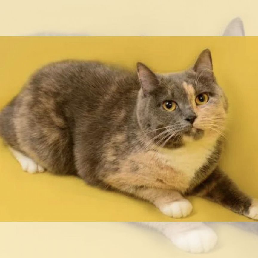 Британский короткошёрстный котёнок