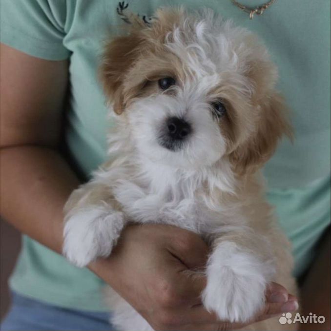 Очаровашка мальтипу с документами