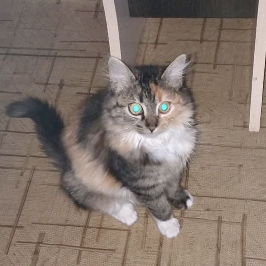 Счастье в дом