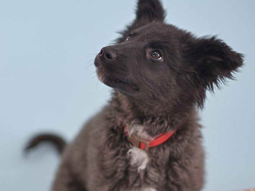 Тайга, щенок в добрые руки