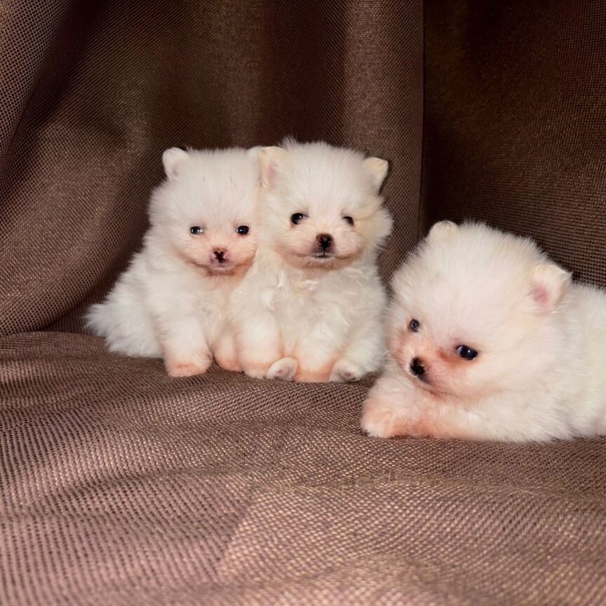 Померанский шпиц, щенок