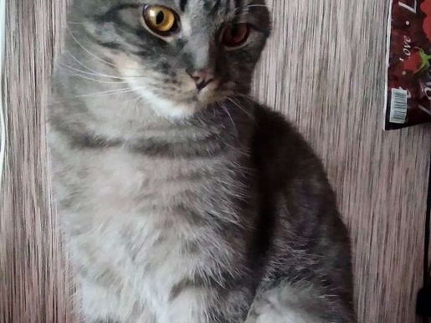Котик- подросток Тимка
