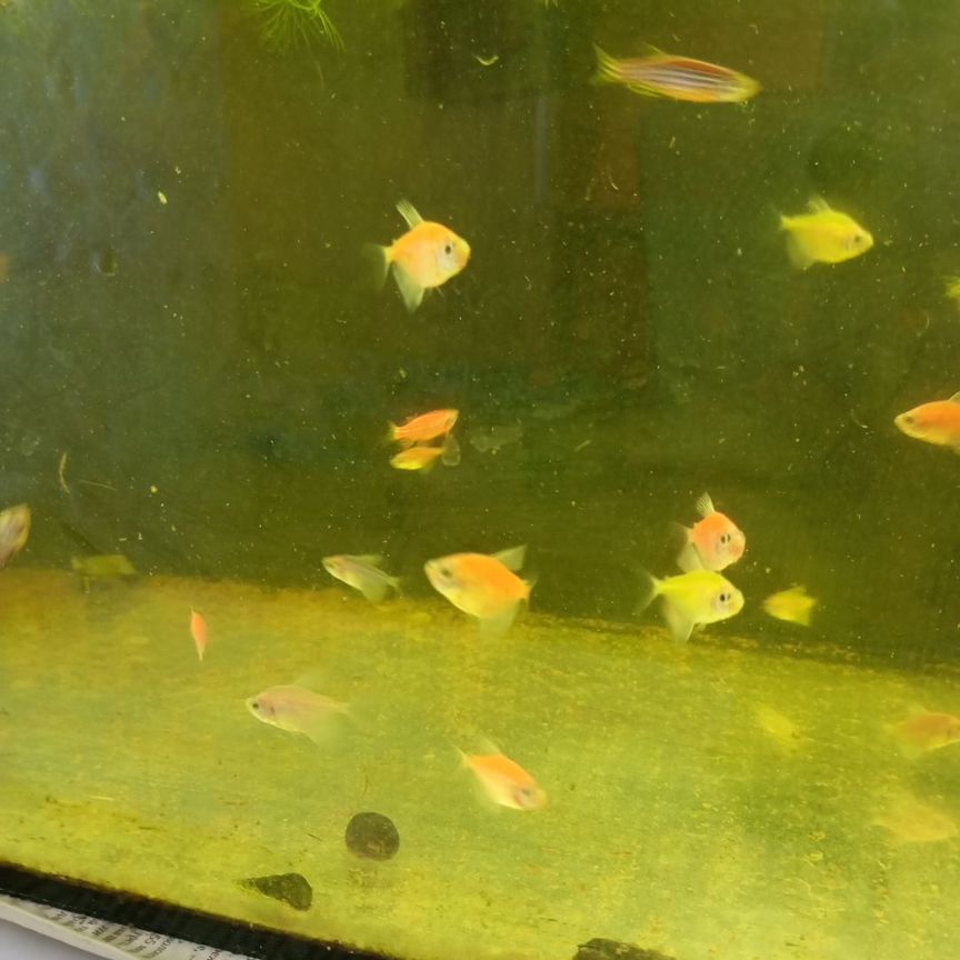 Гурами. Данио