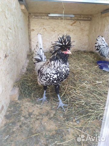 Куры падуаны