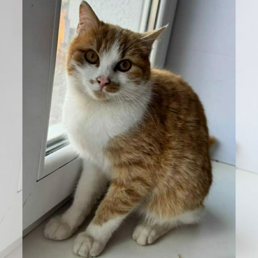 Молодой котик Феликс оказался без дома