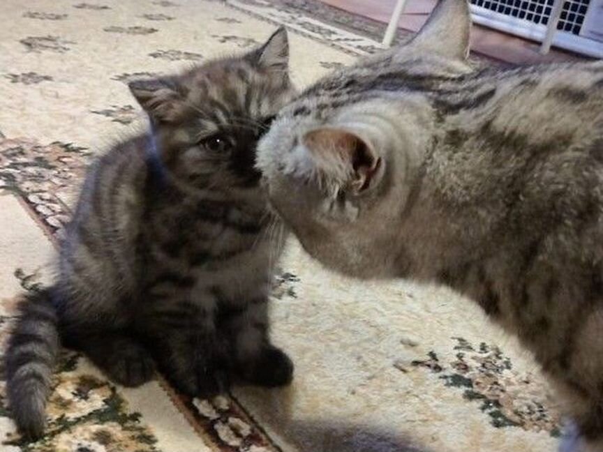 Шотландский котенок