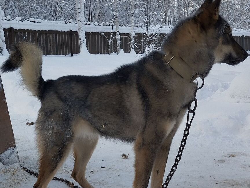 Западно сибирская лайка