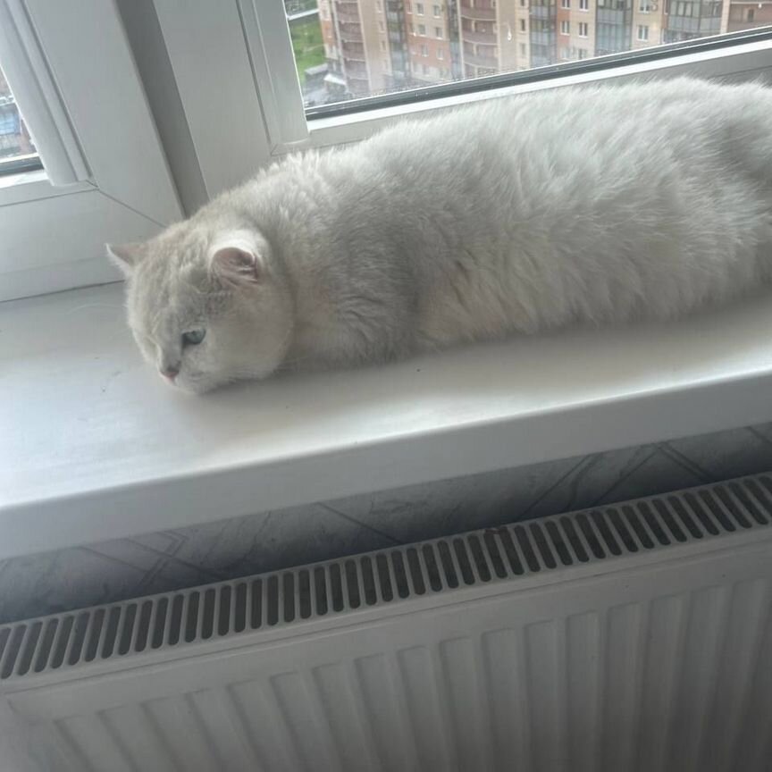 Отдам кота В добрые руки