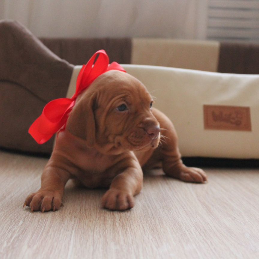 Венгерская выжла щенки от родителей чемпионов