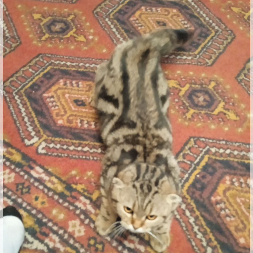 Шотландская вислоухая короткошёрстная кошка, вязка