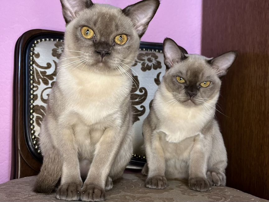 Бурма. Котята Европейской Бурмы
