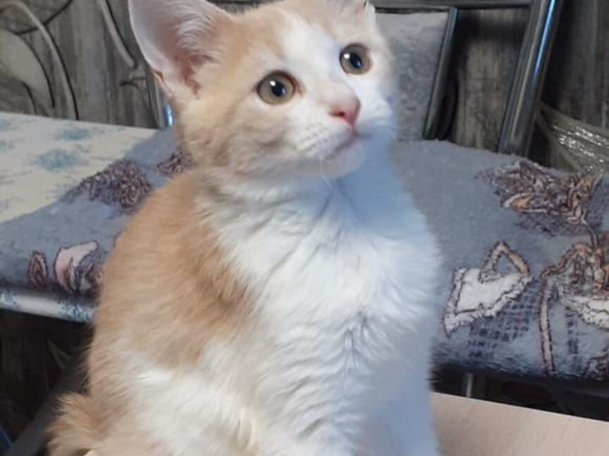 Котёнок Персея