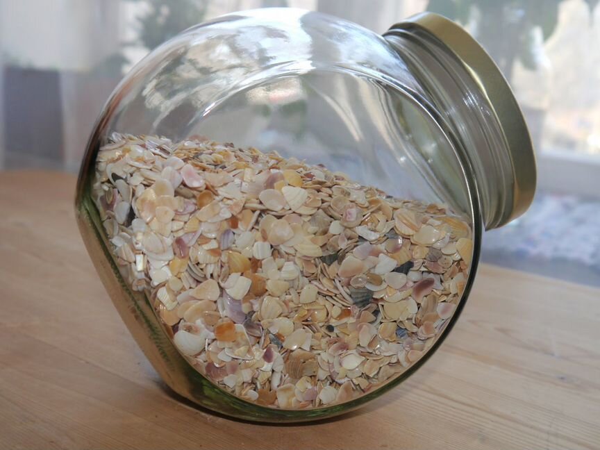 Ракушки для декора