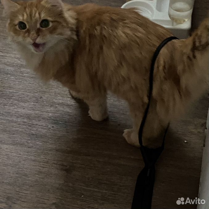 Рыжий кот мальчик балбес