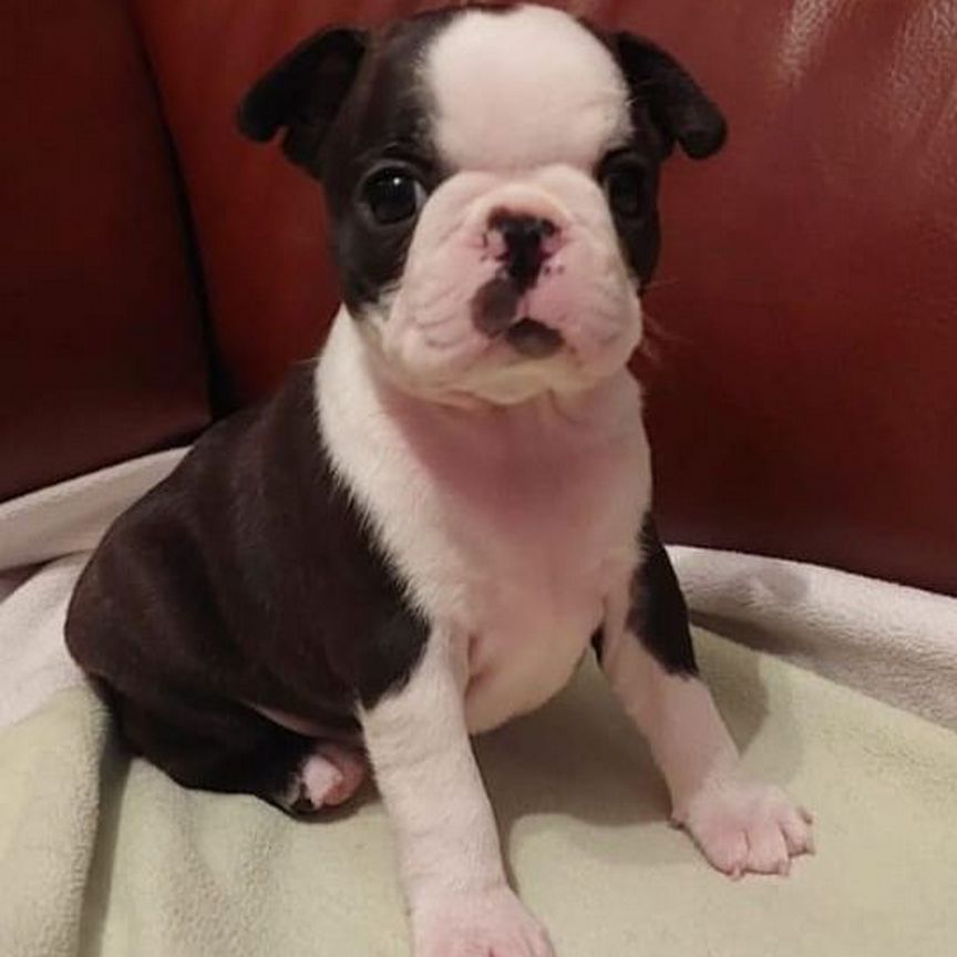 Бостон-терьер, щенок