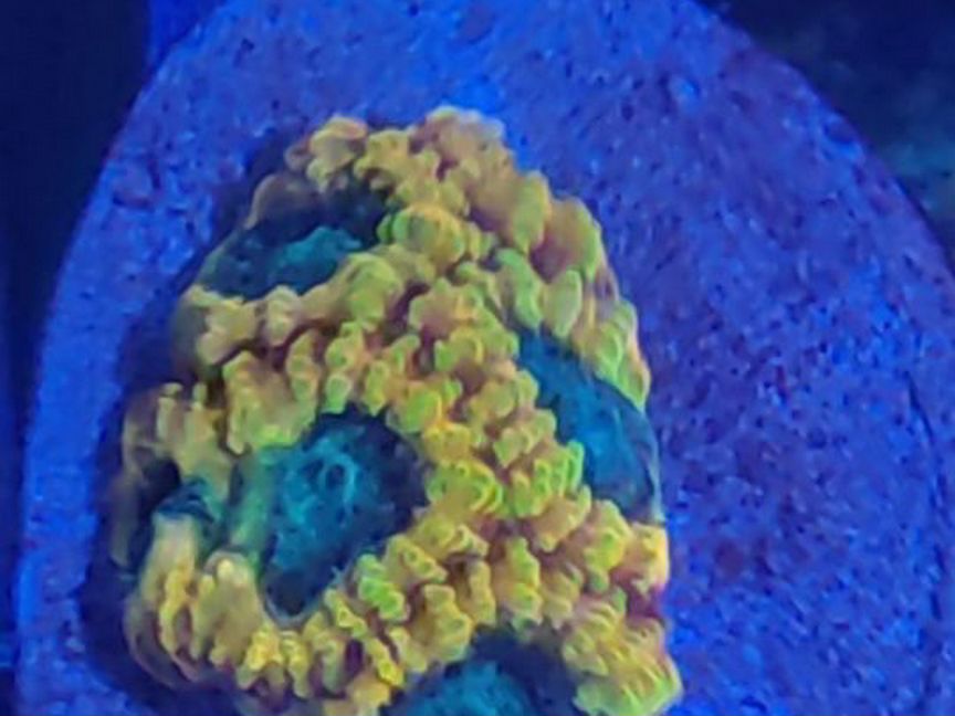 Морские Кораллы, живые