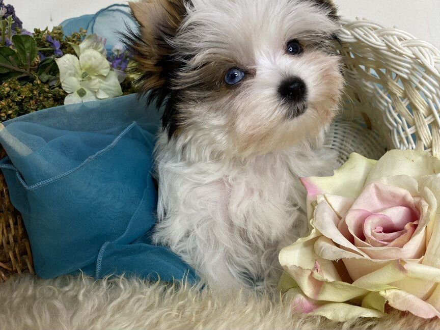 Бивер с голубым глазком