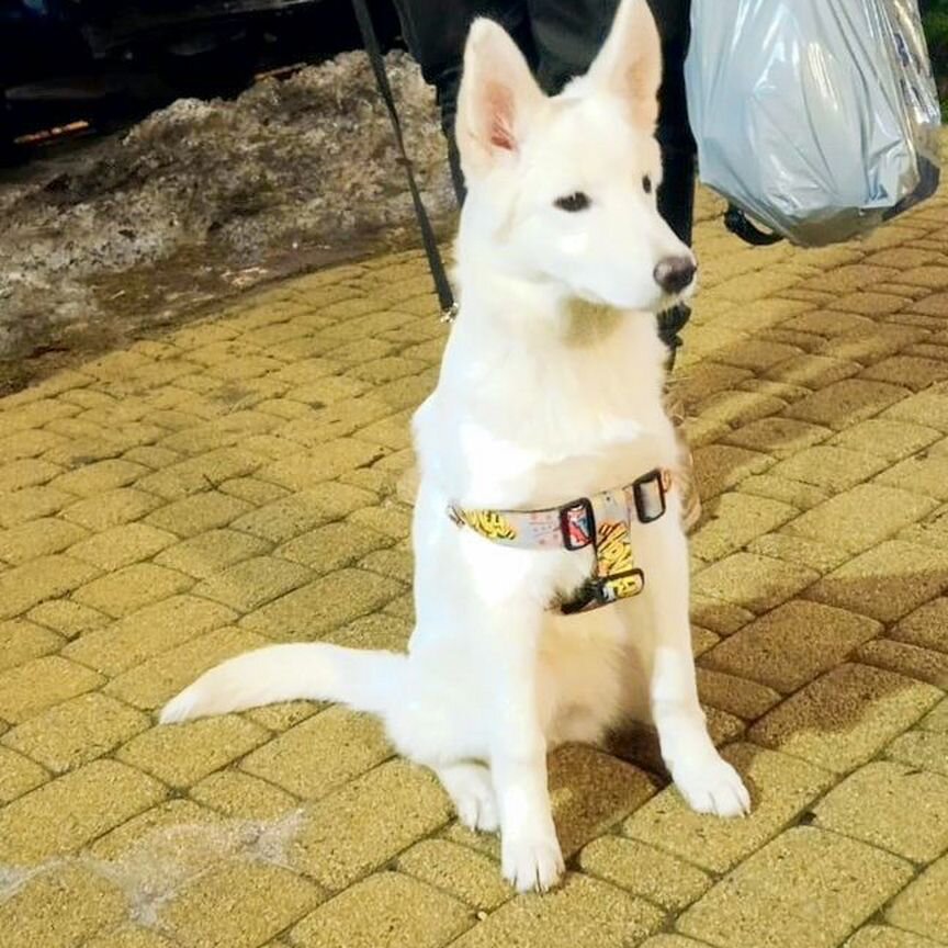 Отдам собаку в добрые руки