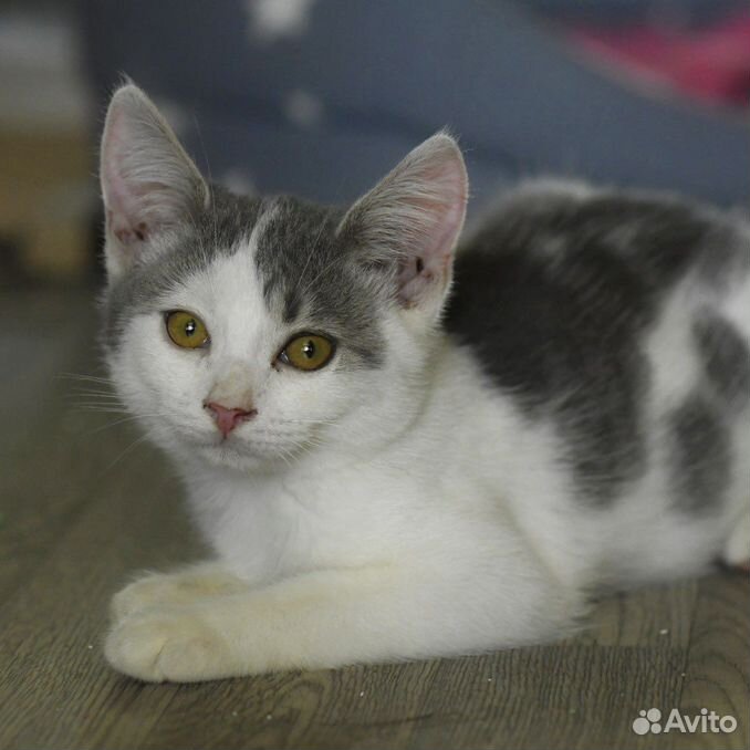 Котенок Тоня в добрые руки