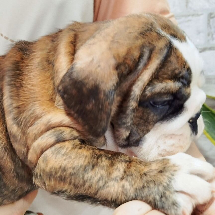 Английский мальчуган