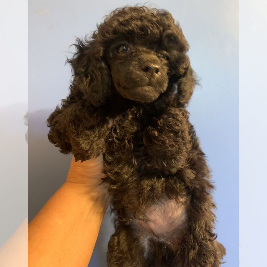 Пудель той, миниатюра, мальчик