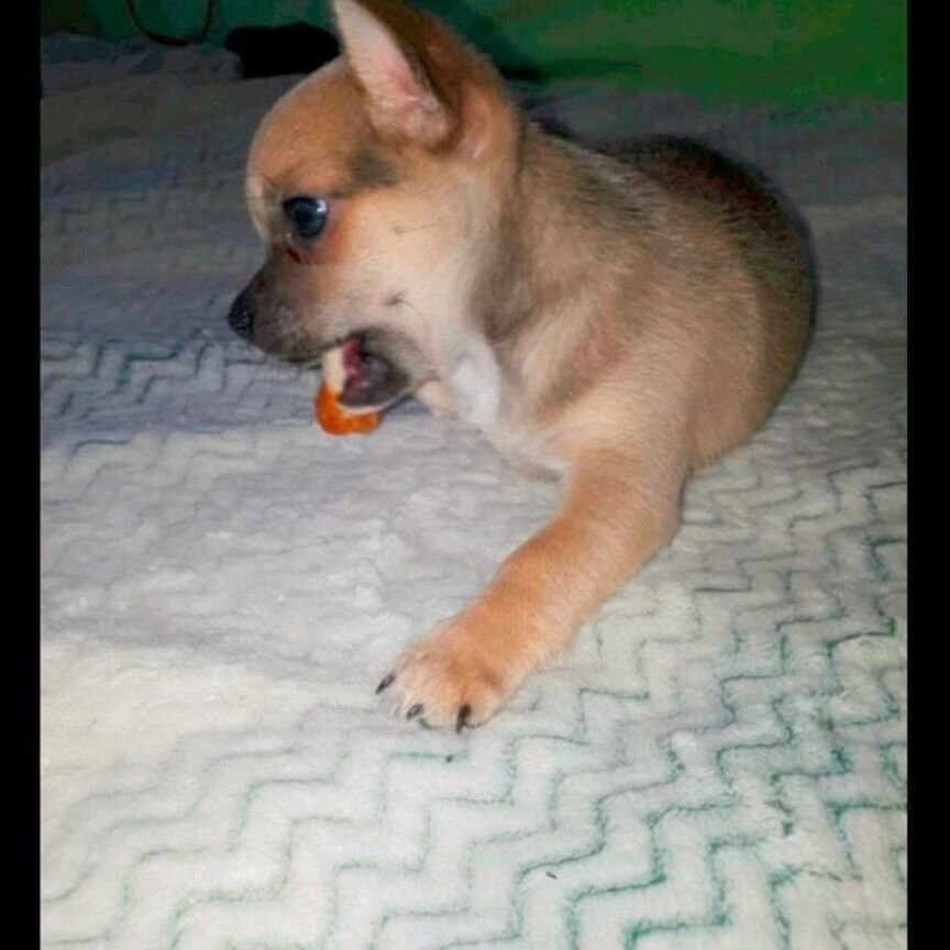 Отдам в добрые руки, Арчи, чихуа хуа