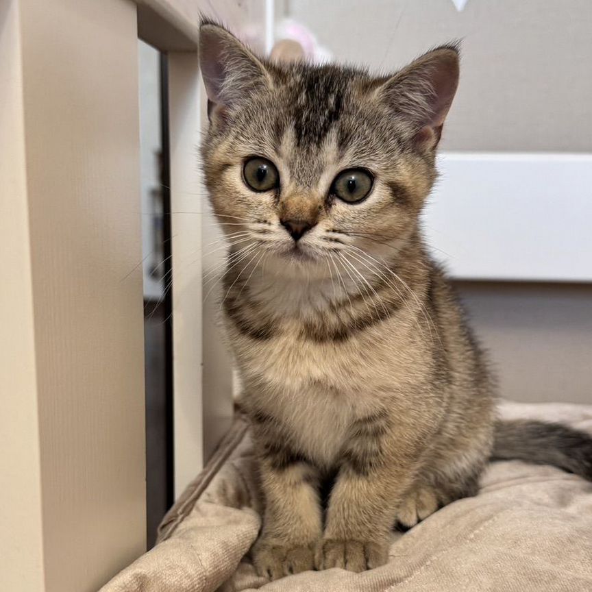 Шотландский прямоухий короткошёрстный котёнок