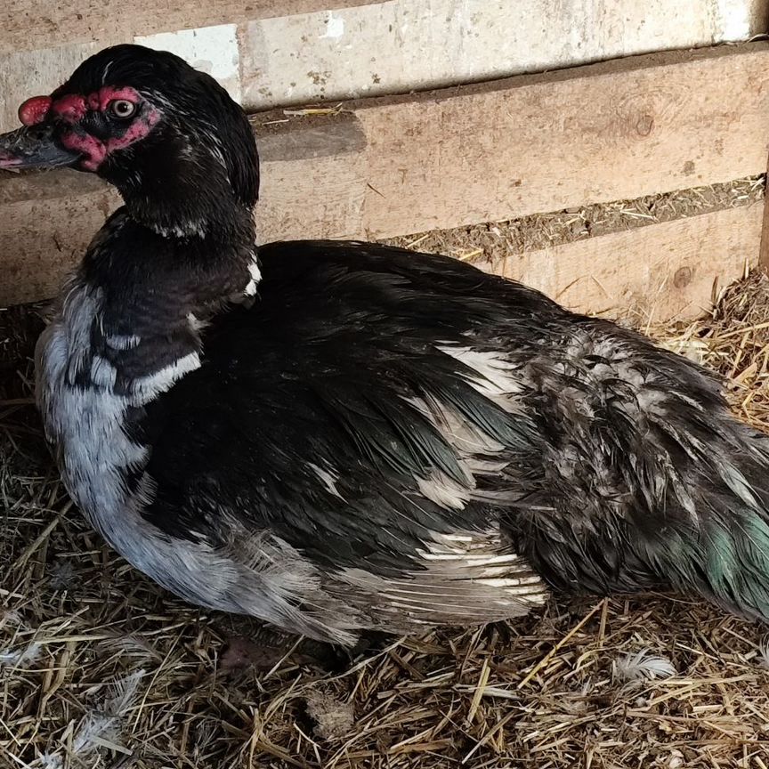 Мускусные утки