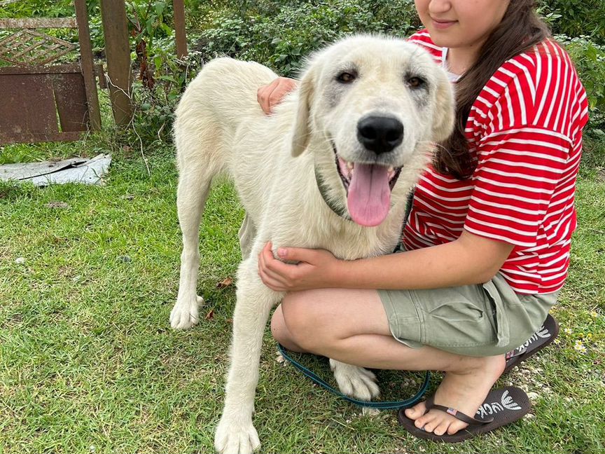 Собака в добрые руки