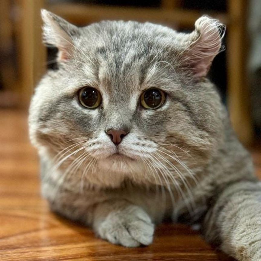 Подарите коту жизнь