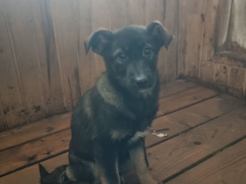 Адель ищет дом