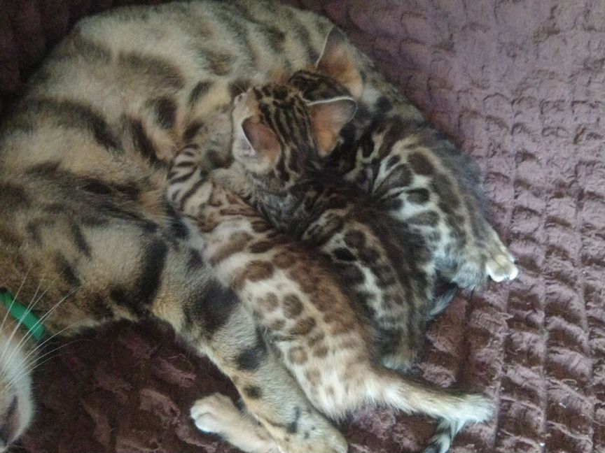 Бенгальская