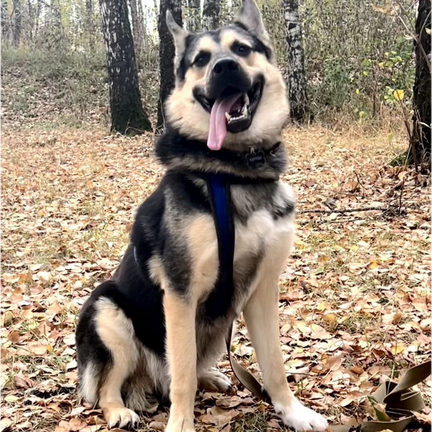 Метис немецкой овчарки в добрые руки