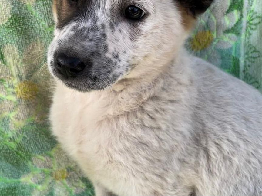 Щенок в добрые руки бесплатно