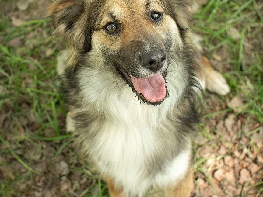 Послушный малыш мечтает о доме