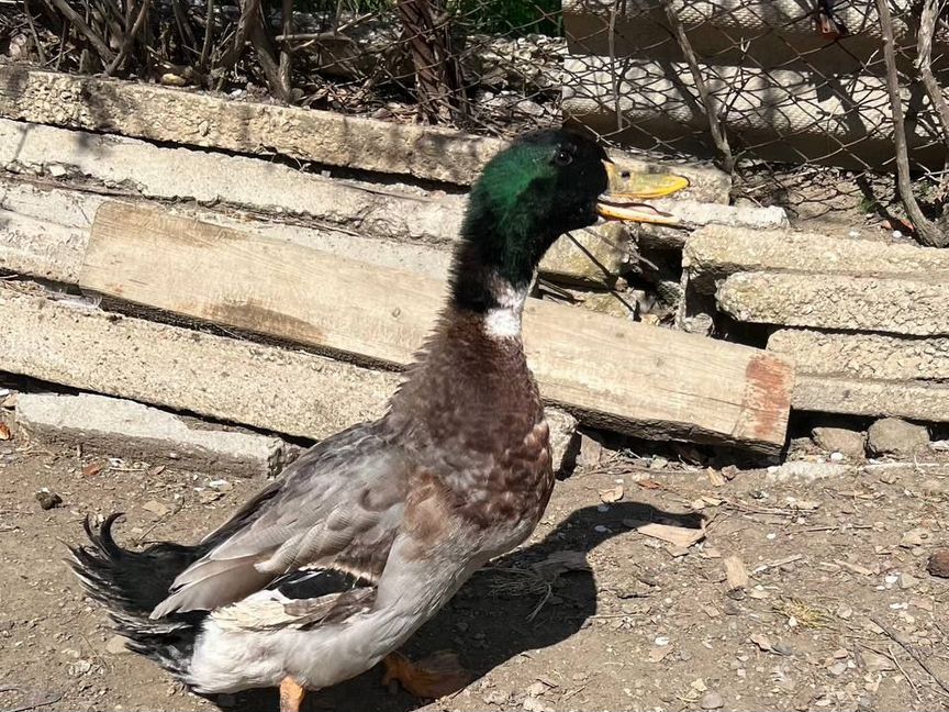 Утки Голубой Фаворит