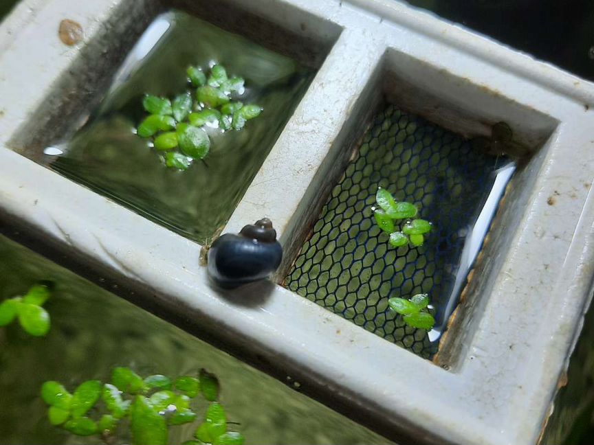 Голубая Ампулярия