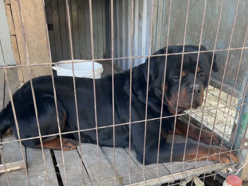 Вязка ротвейлер