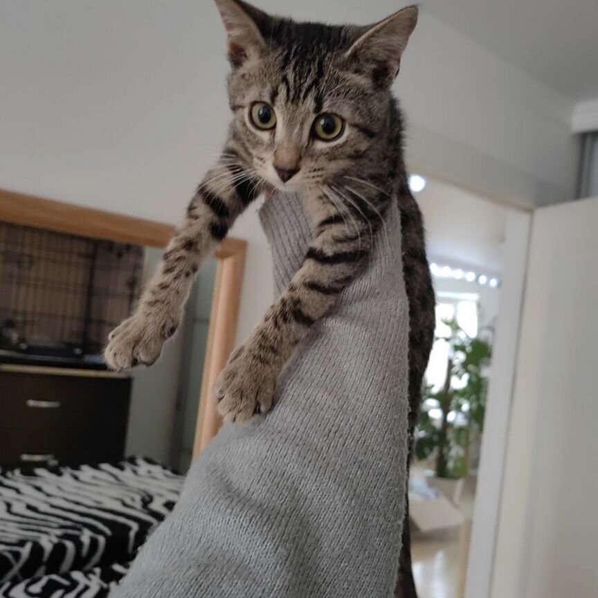 Котенок Веня