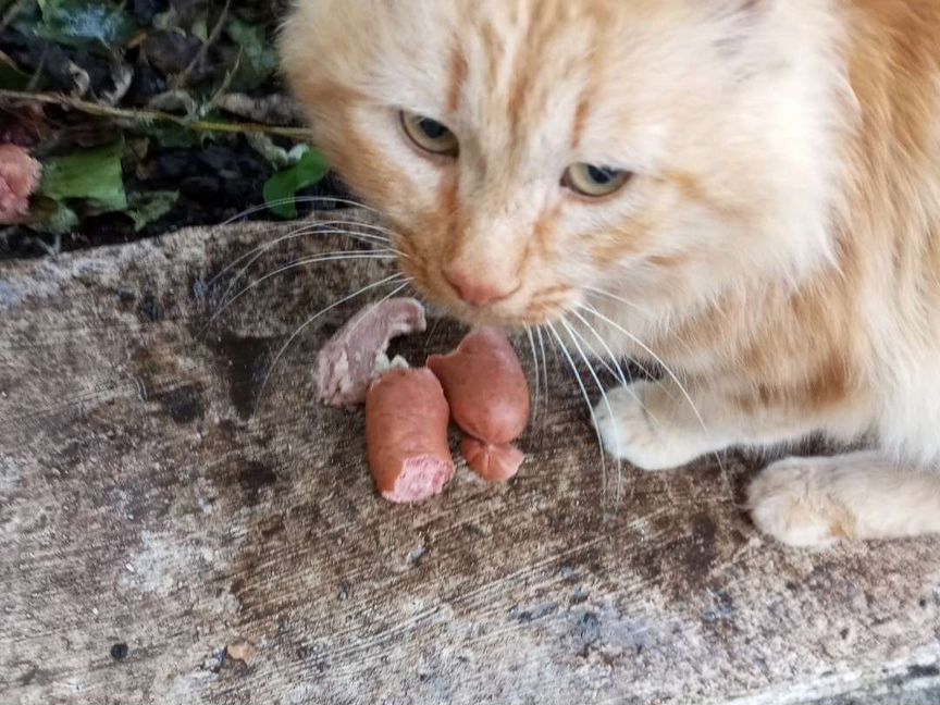 Кошка