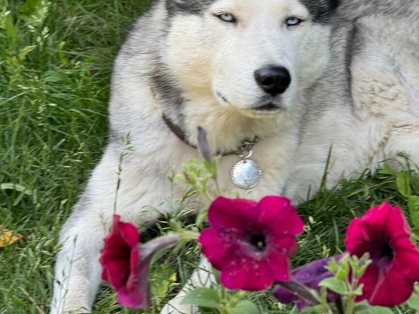 Хаски ищет дом