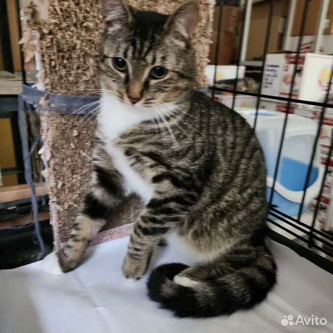 Молодой котик Толик