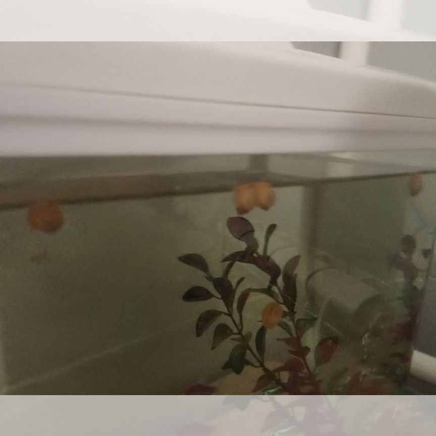 Улитка ампулярия аквариумная