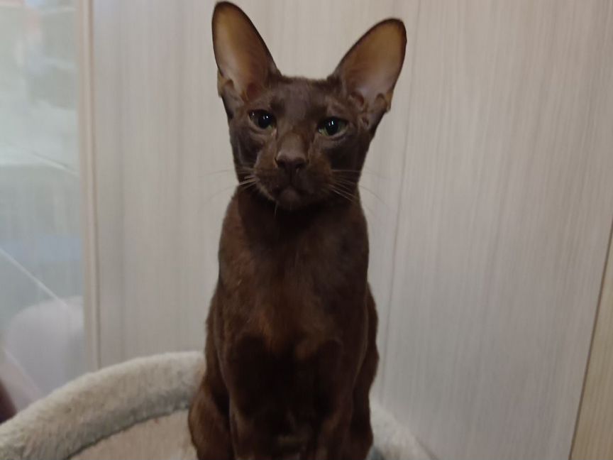 Ориентальная