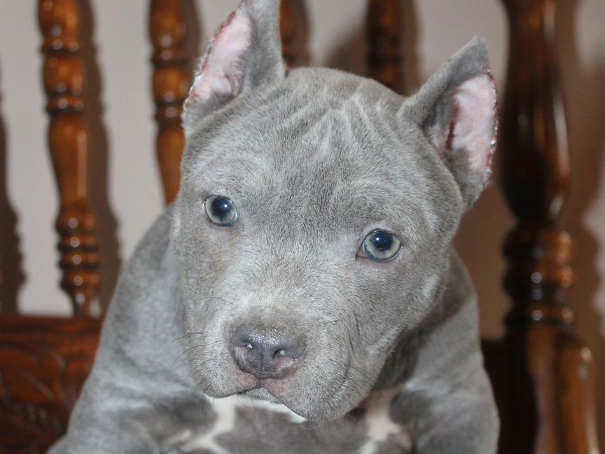 Американский булли щенки