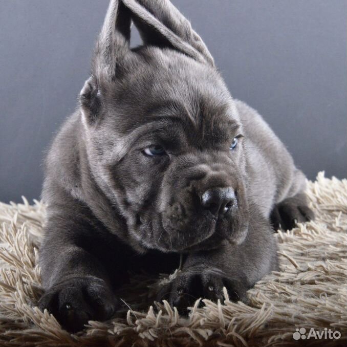 Кане Корсо серый мальчик