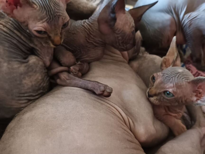 Канадский сфинкс котенок